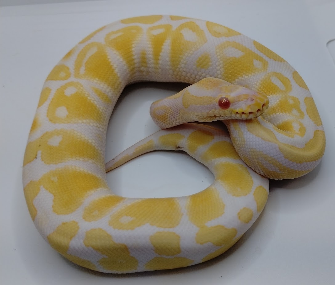 ALBINO Ball Python by Parker Reptiles - MorphMarket