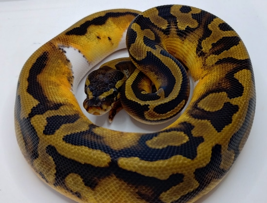 Low White Pied Ball Python by Parker Reptiles