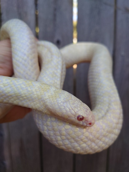 True Snow Male Adult Florida Kingsnake by Lytle Creek Reptiles