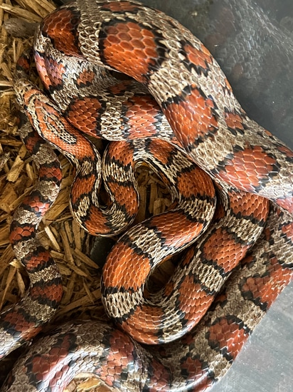 Miami Phase Corn Corn Snake by ColdBloodedAdventures