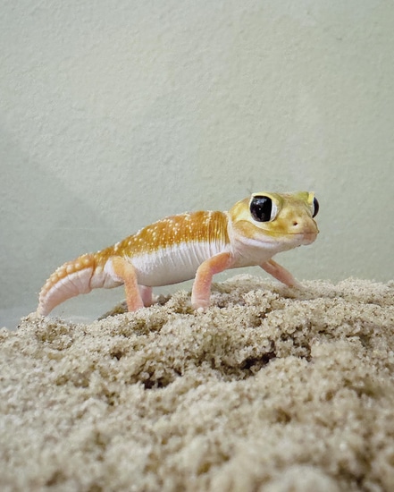 Pikachu Knob-Tailed Gecko by Little Zoo In LA