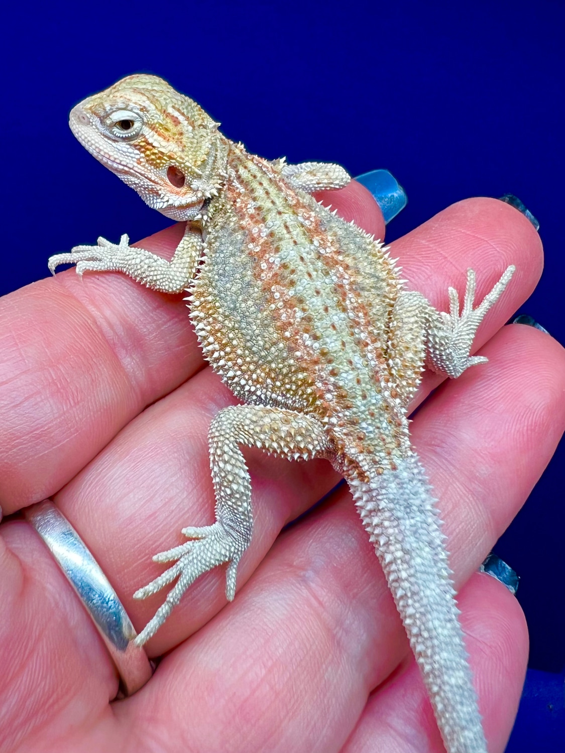 Dunner Hypo 100% Het Zero 100% Het Trans Central Bearded Dragon by ...