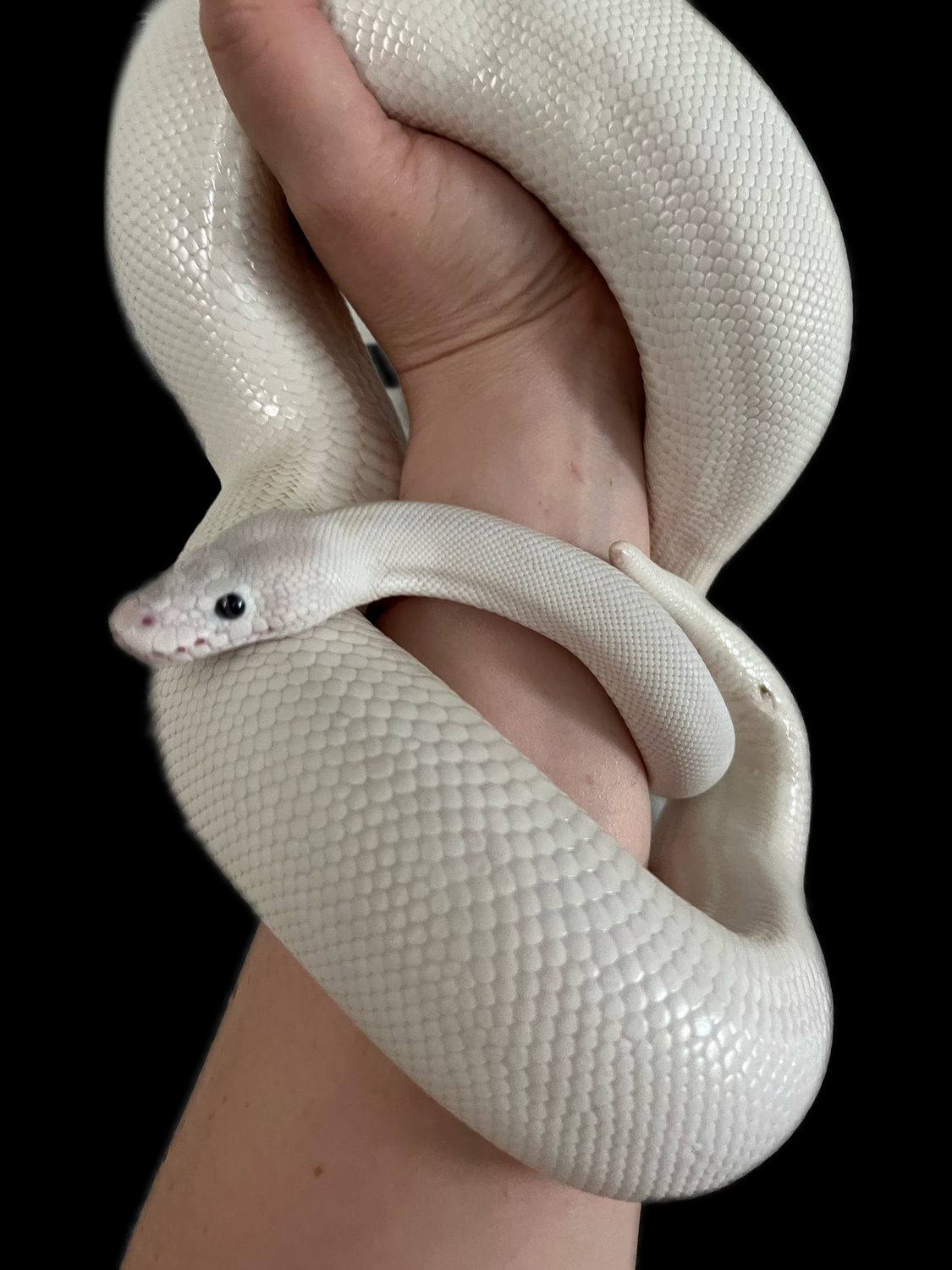 BEL Blue Eyed Lucy Lesser/Mojave Ball Python by Happy Dragons - MorphMarket