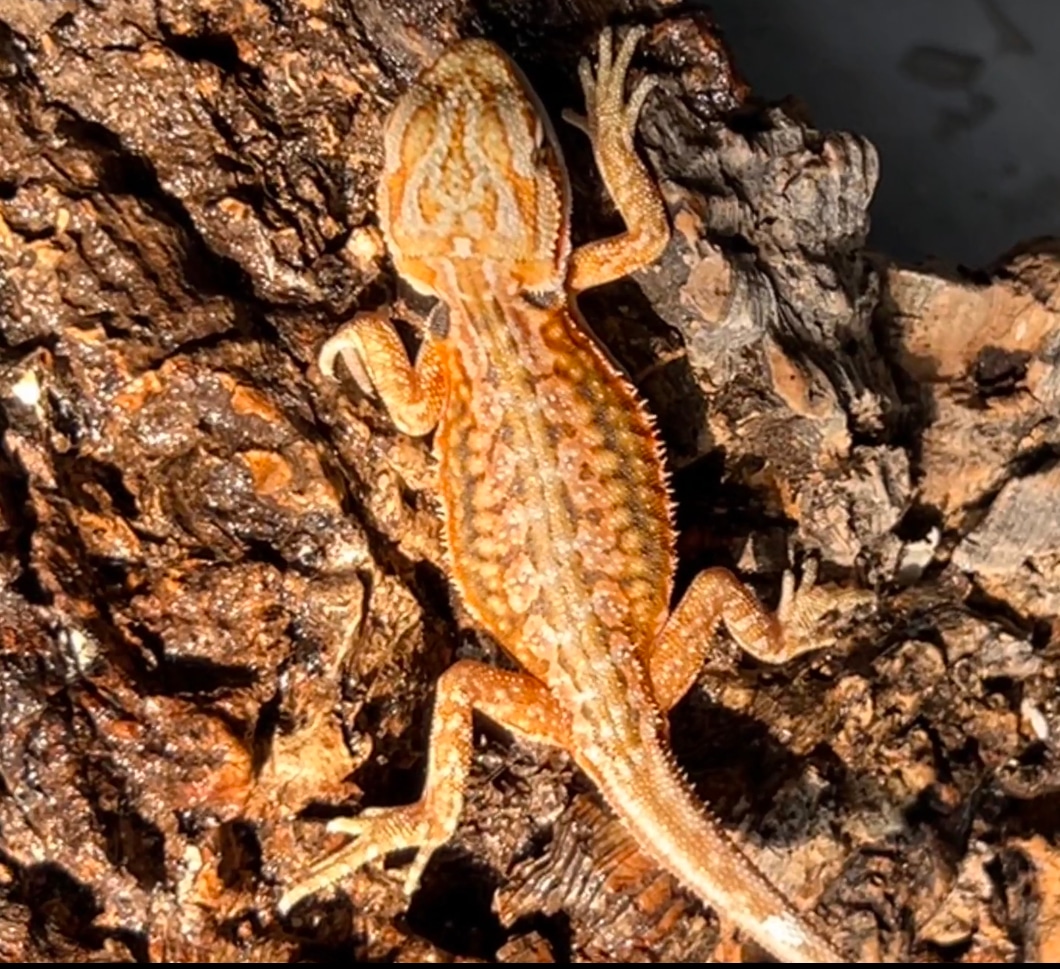 Hypo Leatherback Dunner 100% Het Trans 50% Het Zero Central Bearded ...