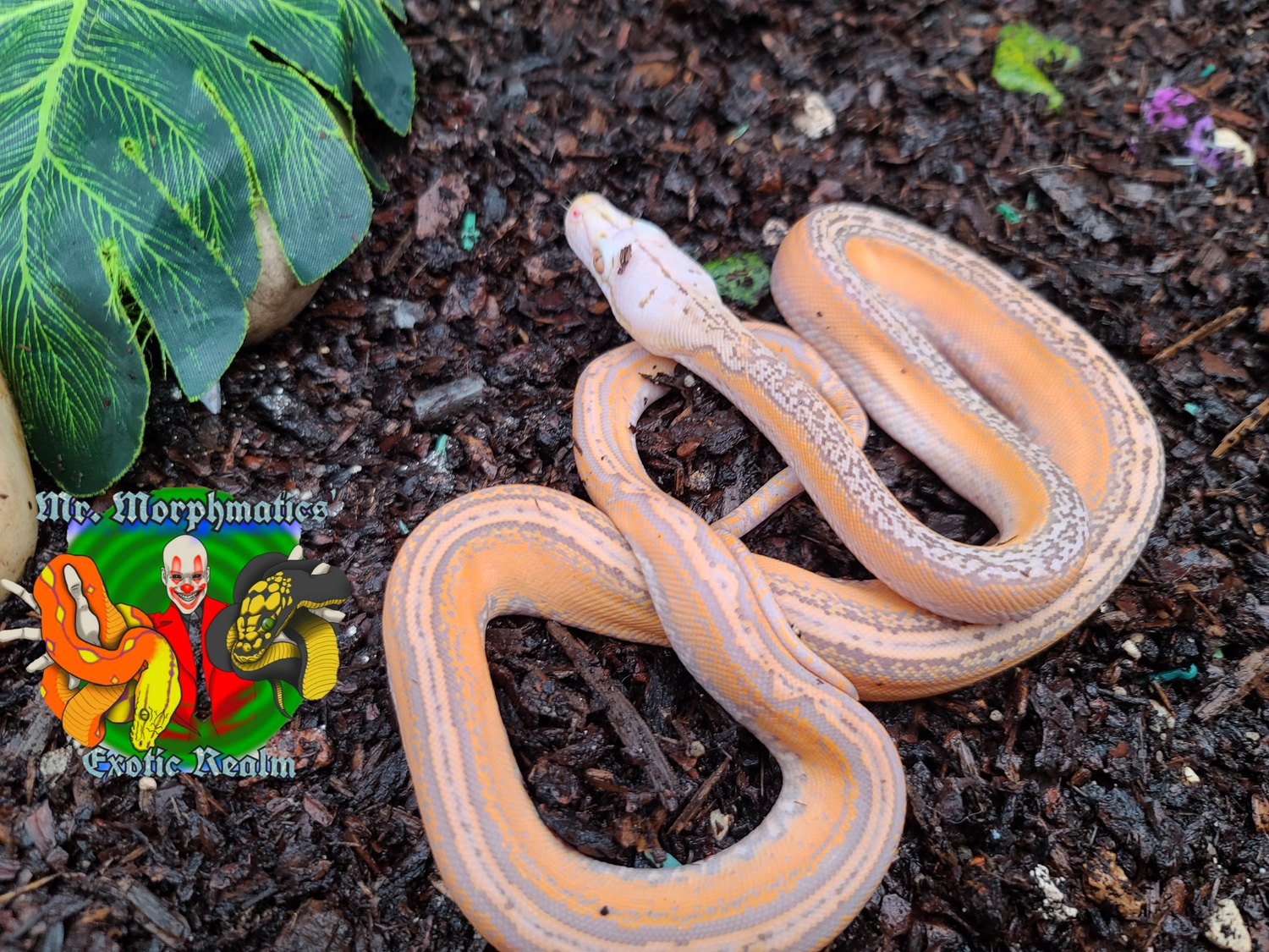 Stunning Purple-Platinum-Motley-Marble Reticulated Python by Mr ...