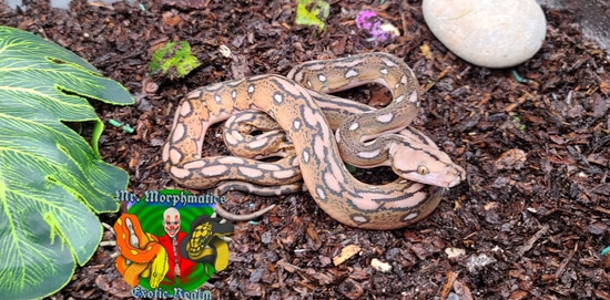 Motley-Tiger Het-Albino Reticulated Python by Mr Morphmatics Exotic Realm