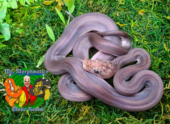 Beautiful Super-Motley Het-Albino Reticulated Python by Mr Morphmatics ...
