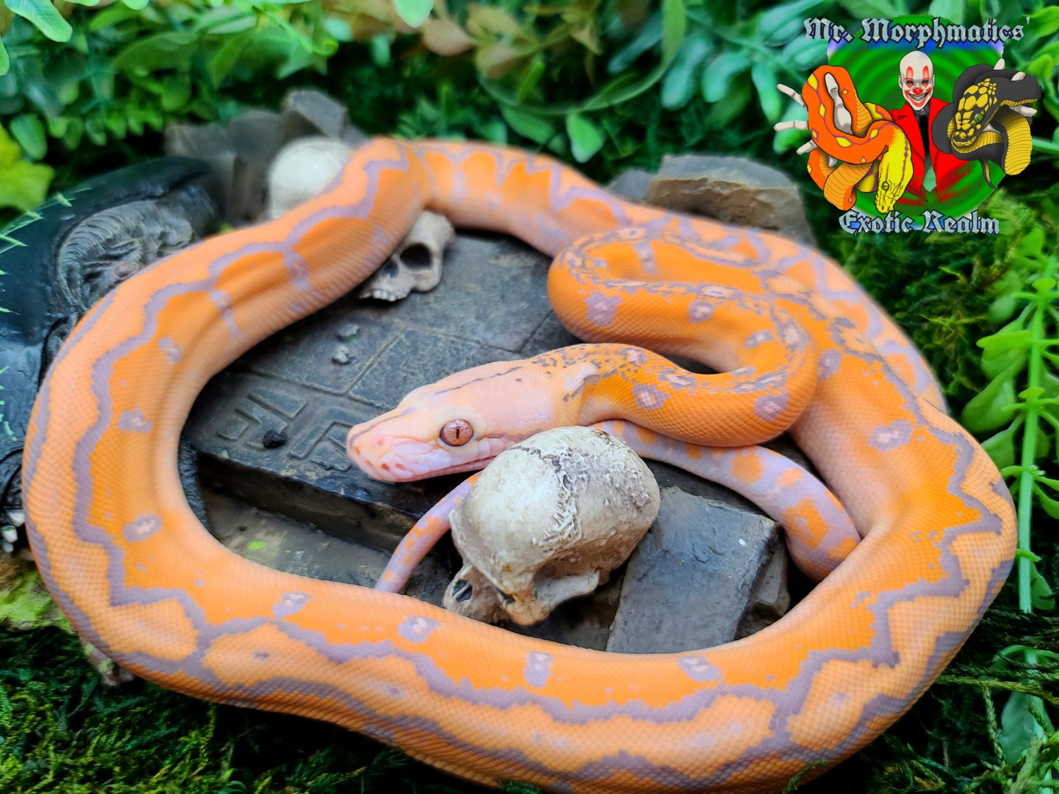 Beautiful Purple-Motley-Platinum-Sunfire Reticulated Python by Mr ...