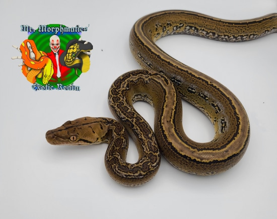 Gorgeous Marble 100% Het-GS Reticulated Python by Mr Morphmatics Exotic ...