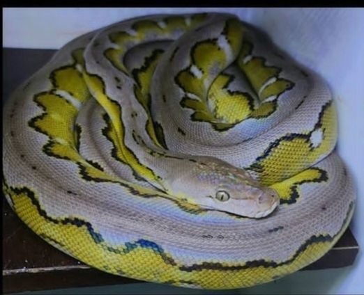 Proven Breeder Reticulated Python by Mr Morphmatics Exotic Realm