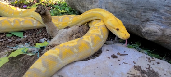 Proven Breeder Reticulated Python by Mr Morphmatics Exotic Realm