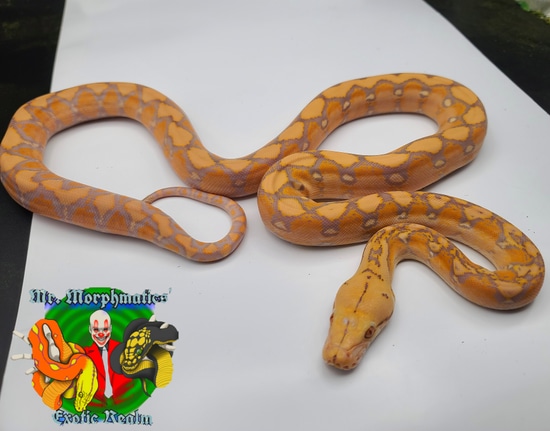 Beautiful Purple Retic Reticulated Python by Mr Morphmatics Exotic Realm