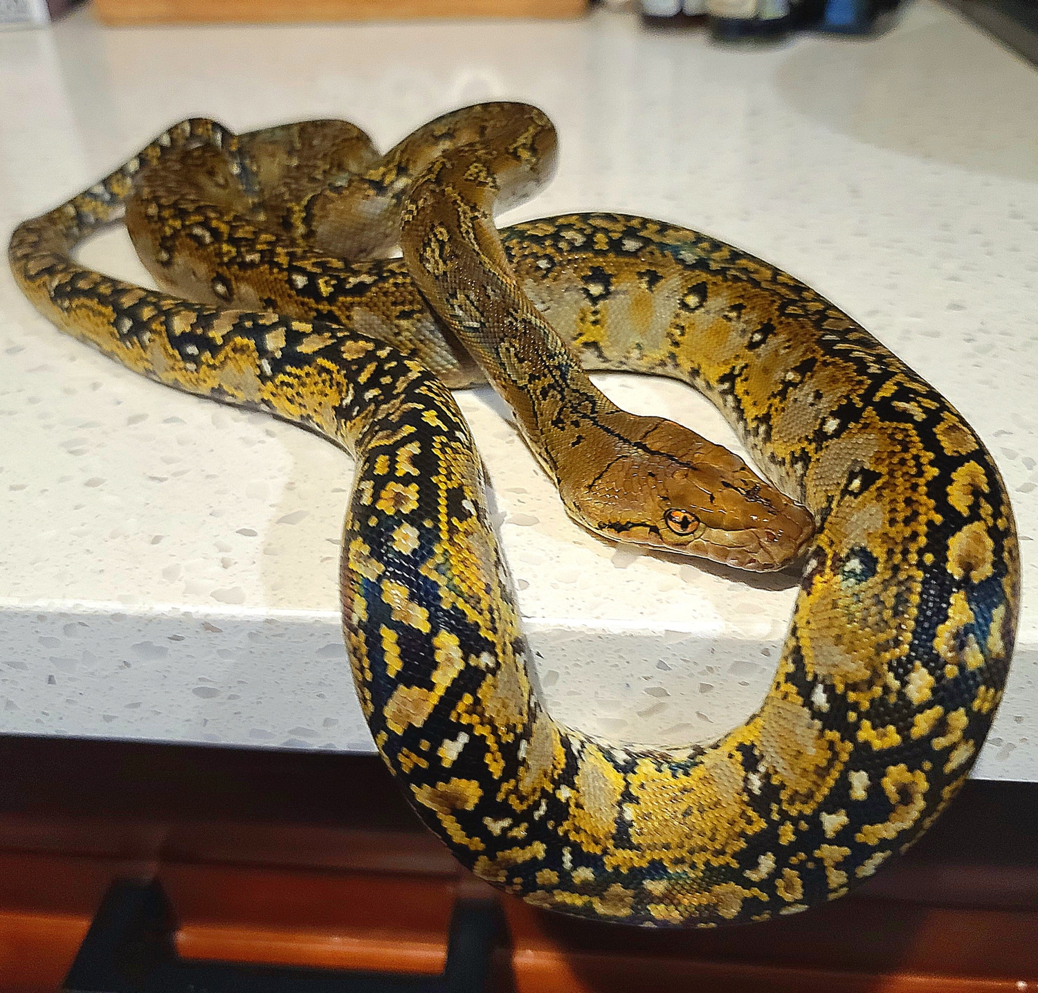 Graniteback/Marble 100% Het-Anthrax Het-Albino/mocha Reticulated Python ...