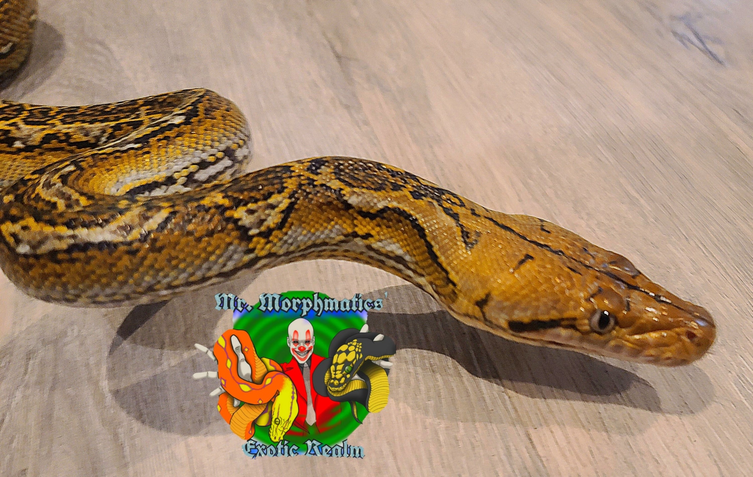 Marble 100% Het-Genetic-Stripe 100% Het-albino Reticulated Python by Mr Morphmatics Exotic Realm ...
