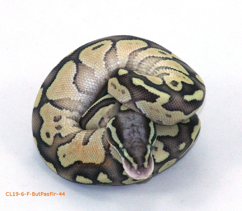 Butterfly Ball Python by M-n-T Balls - MorphMarket