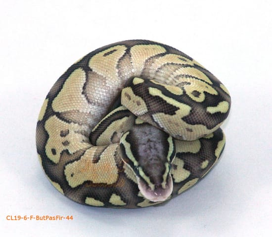 Butterfly Ball Python by M-n-T Balls