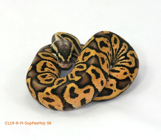 Super Pastel Mojave Ball Python by M-n-T Balls