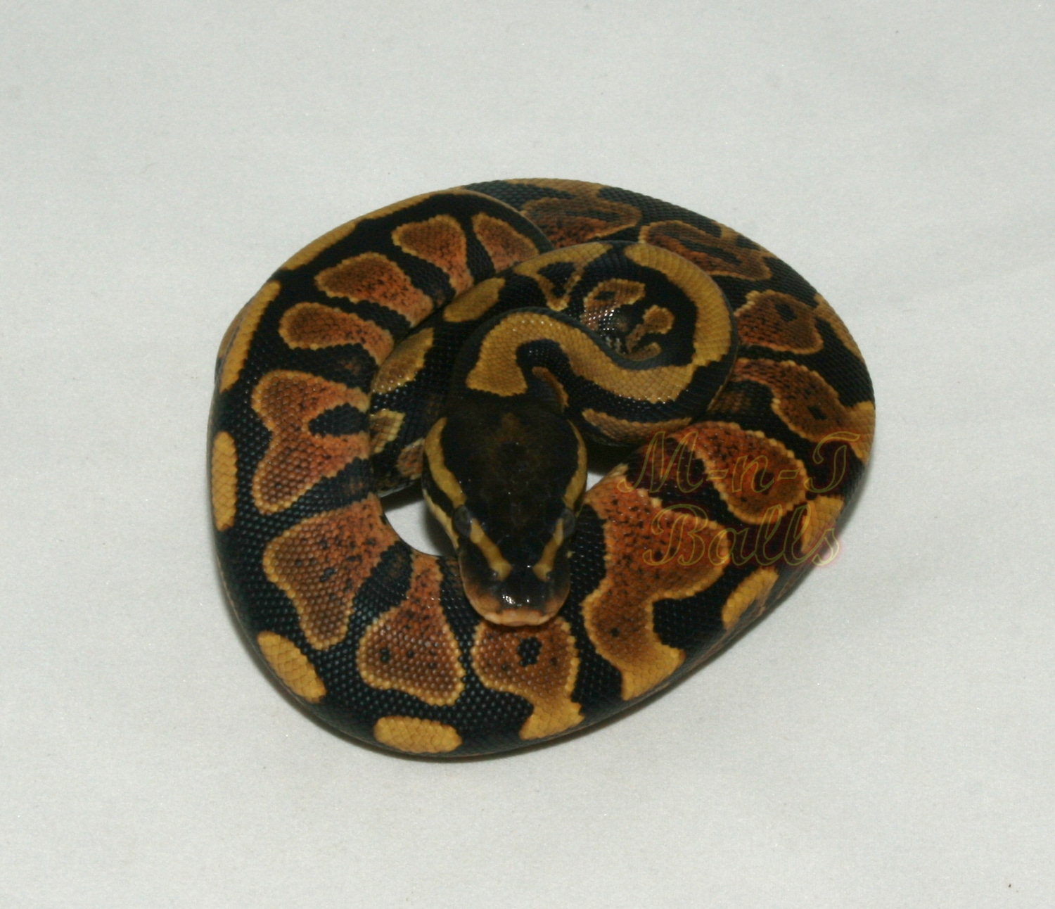 Yellow Belly Ball Python by M-n-T Balls - MorphMarket
