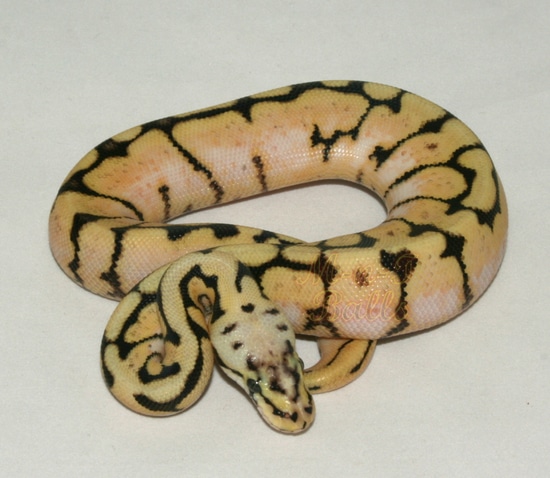 Bumble Bee Yellow Belly Ball Python by M-n-T Balls