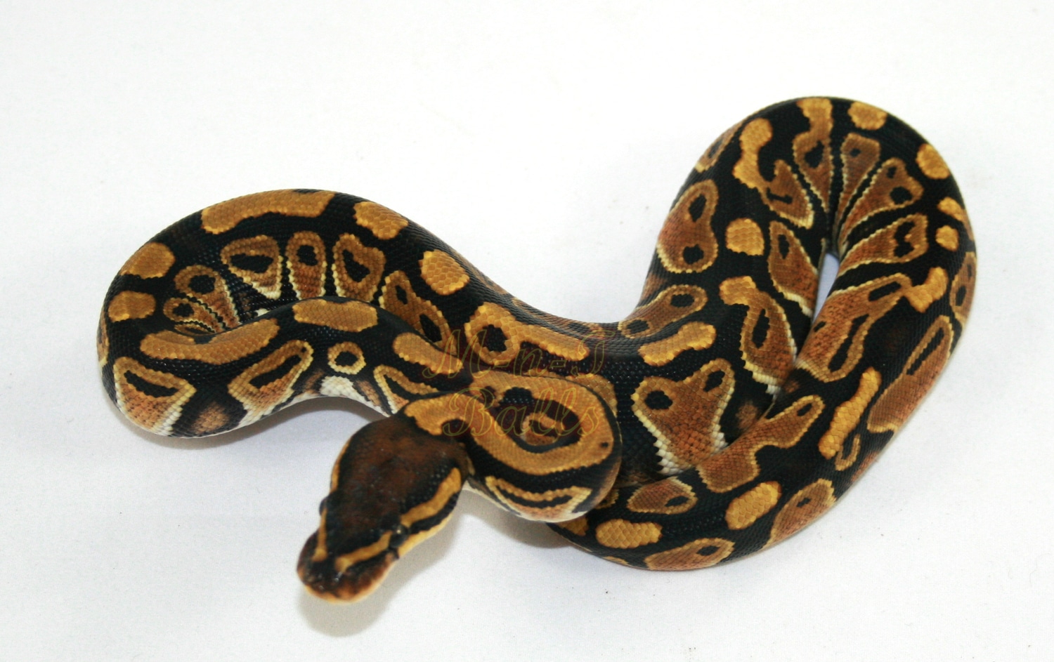 Normal 100% Het Clown Ball Python by M-n-T Balls - MorphMarket