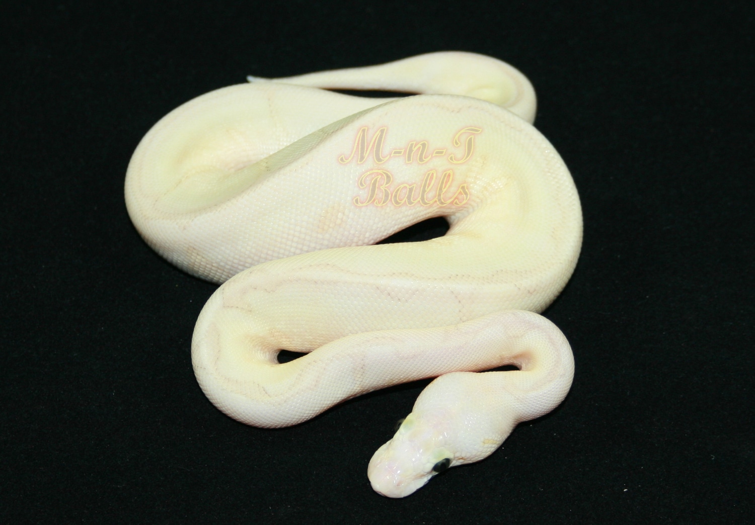 Killer Queenbee Clown Ball Python by M-n-T Balls - MorphMarket