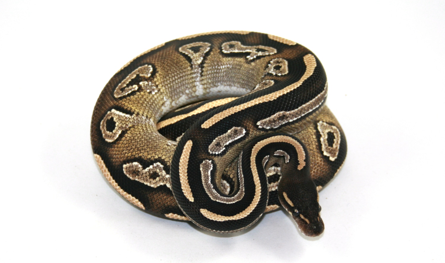 Blackhead Mojave Red Gene Ringer Gene 66% Dh Hypo GS Ball Python by M-n ...