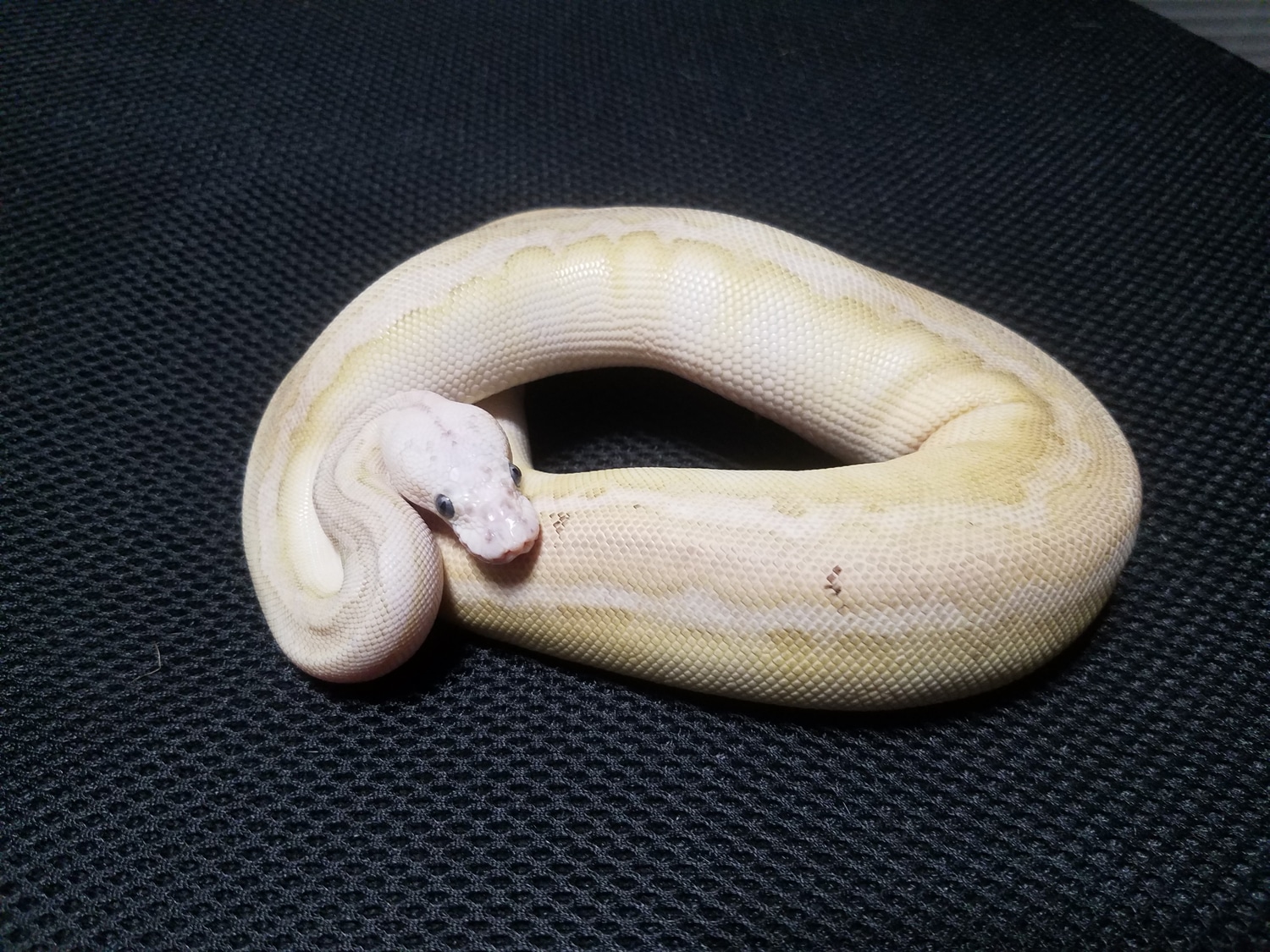 Super Pastel Butter Clown Ball Python by M-n-T Balls - MorphMarket