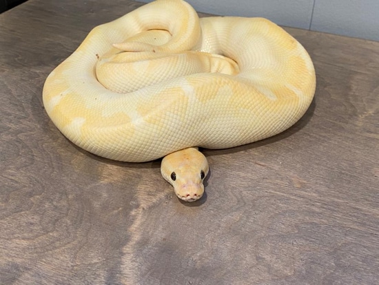 Super Special Ball Python by Mtippreptiles