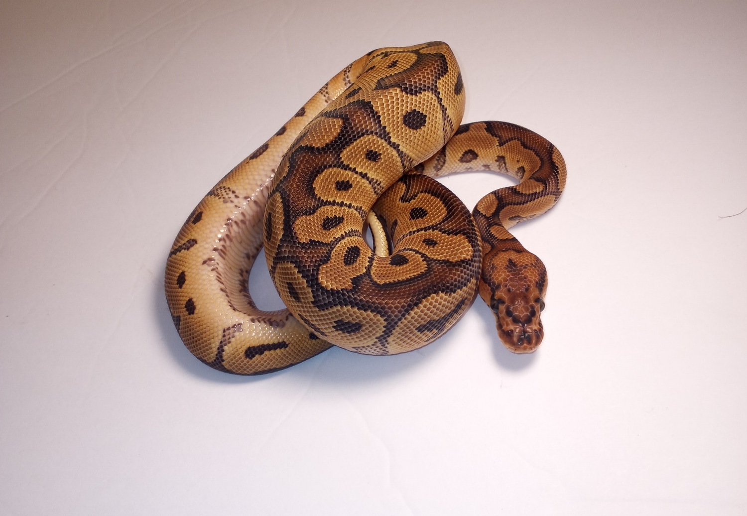 Clown Ball Python by Mtippreptiles - MorphMarket