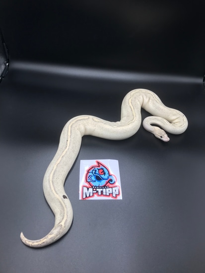 Black Pastel Redstripe Highway Het Clown Ball Python by Mtippreptiles