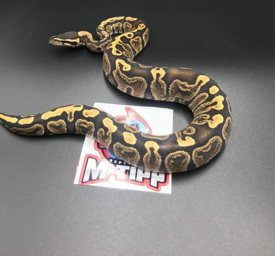 Ghi Ball Python by Mtippreptiles