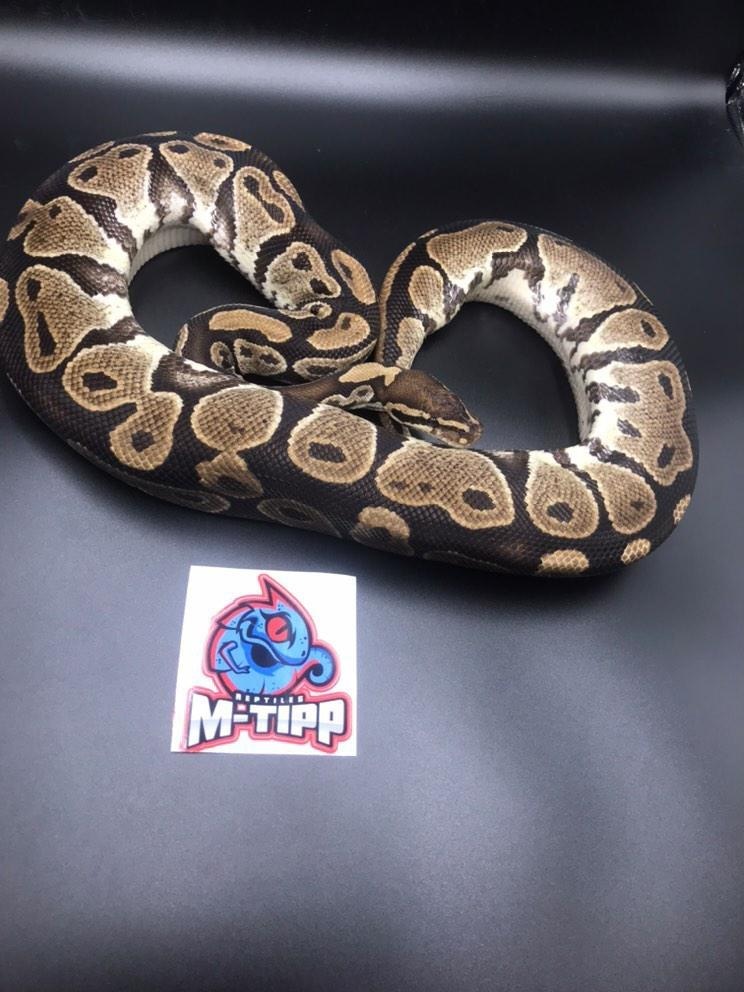 Het Caramel Albino Ball Python by Mtippreptiles - MorphMarket
