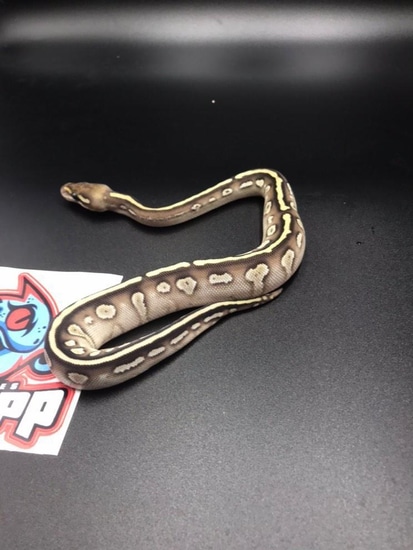 Butter Spotnose Stranger Ball Python by Mtippreptiles