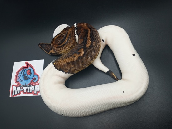 Piedbald Ball Python by Mtippreptiles