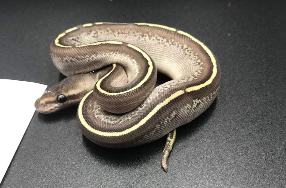 Butter Cypress Spotnose Stranger Ball Python by Mtippreptiles - MorphMarket