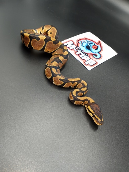 Sugar Het Puzzle Ball Python by Mtippreptiles