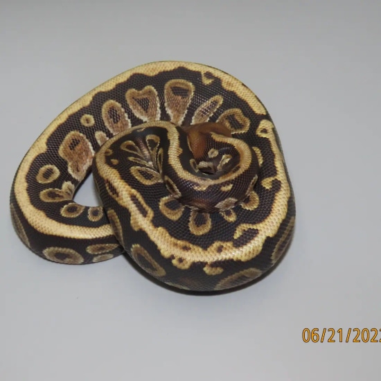 Cypress Spotnose Ball Python by Mtippreptiles