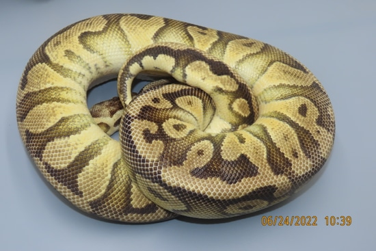 Super Pastel Shrapnel Yellowbelly Proven Breeder Ball Python by Mtippreptiles