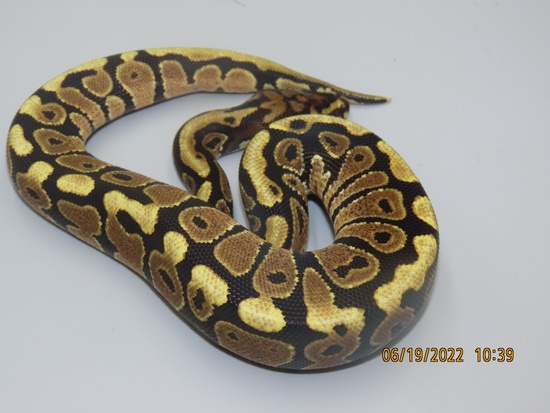 Spotnose Ball Python by Mtippreptiles