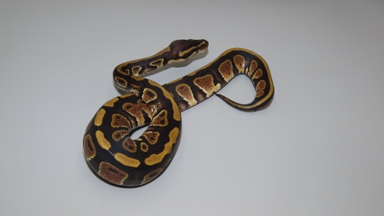 Cypress Het Candy Or Het Albino Ball Python by Mtippreptiles
