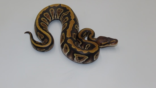 Cypress Het Candy Or Het Albino Ball Python by Mtippreptiles