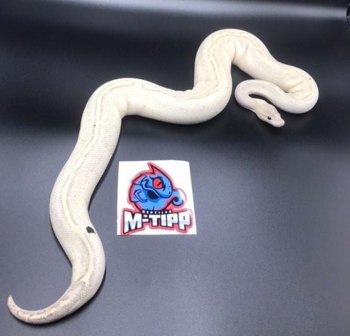 Black Pastel Redstripe Highway Het Clown Ball Python by Mtippreptiles - MorphMarket