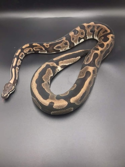 Leopard Axanthic Vpi Ball Python by Mtippreptiles