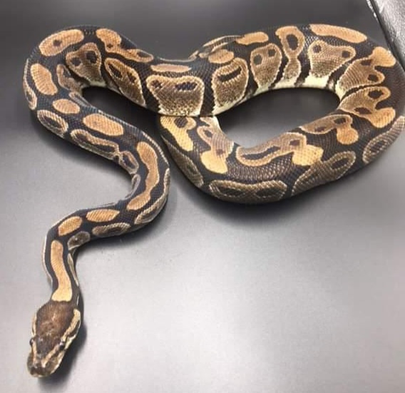 Het Caramel Albino Ball Python by Mtippreptiles - MorphMarket