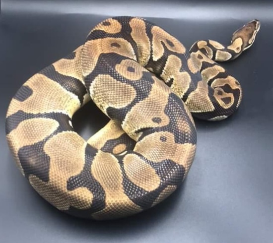Orange Dream Ball Python by Mtippreptiles