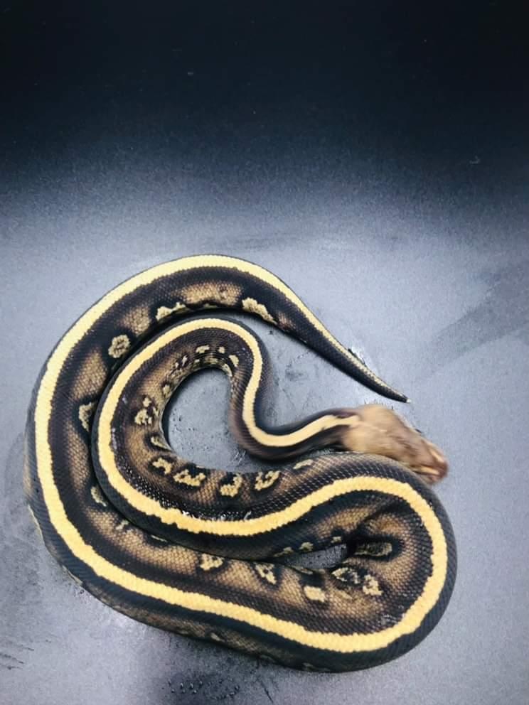 Cypress Stranger Ball Python by Mtippreptiles - MorphMarket