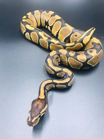Sale!! 1.1 Pair Het Puzzle Ball Python by Mtippreptiles