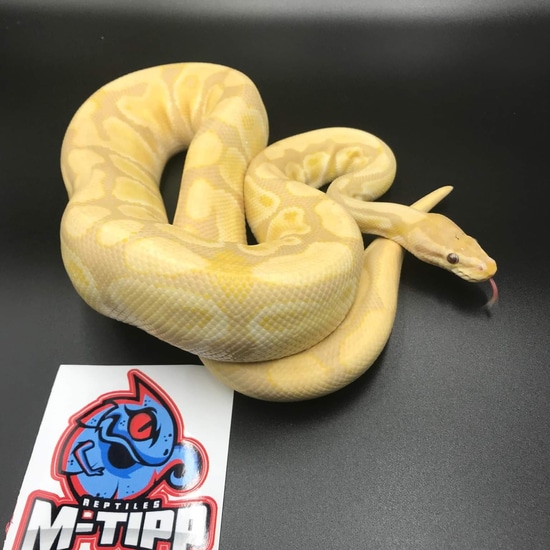 Rainbow Ball Python by Mtippreptiles