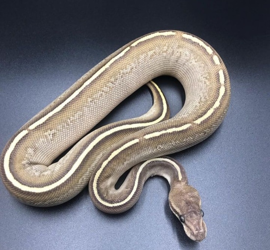 Butter Cypress Spotnose Stranger Ball Python by Mtippreptiles