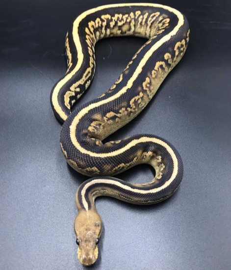 Butter Cypress Stranger Ball Python by Mtippreptiles